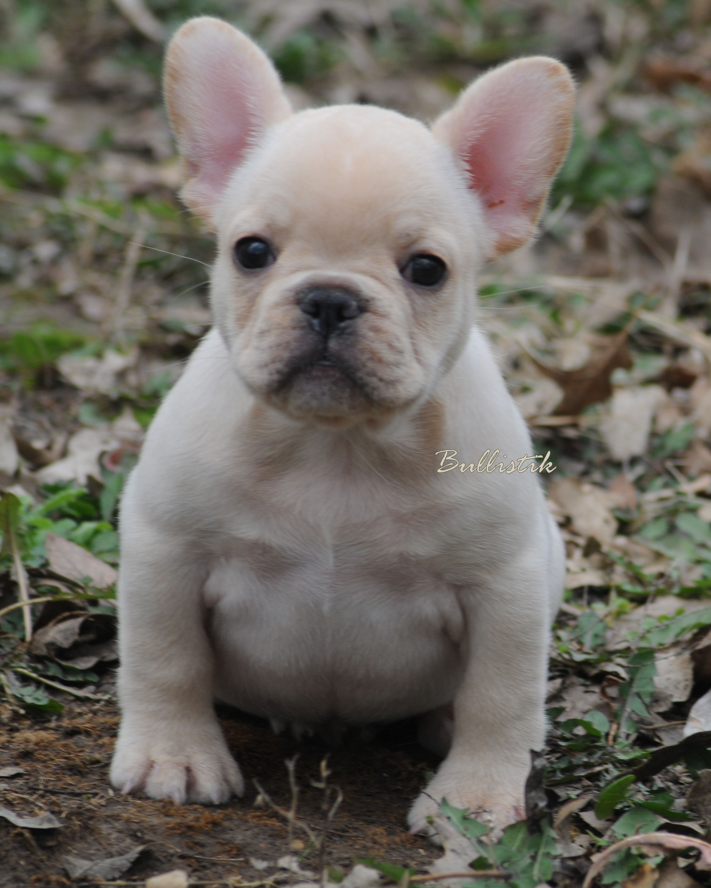 Poison Health Certifications | BULLISTIK® French Bulldogs