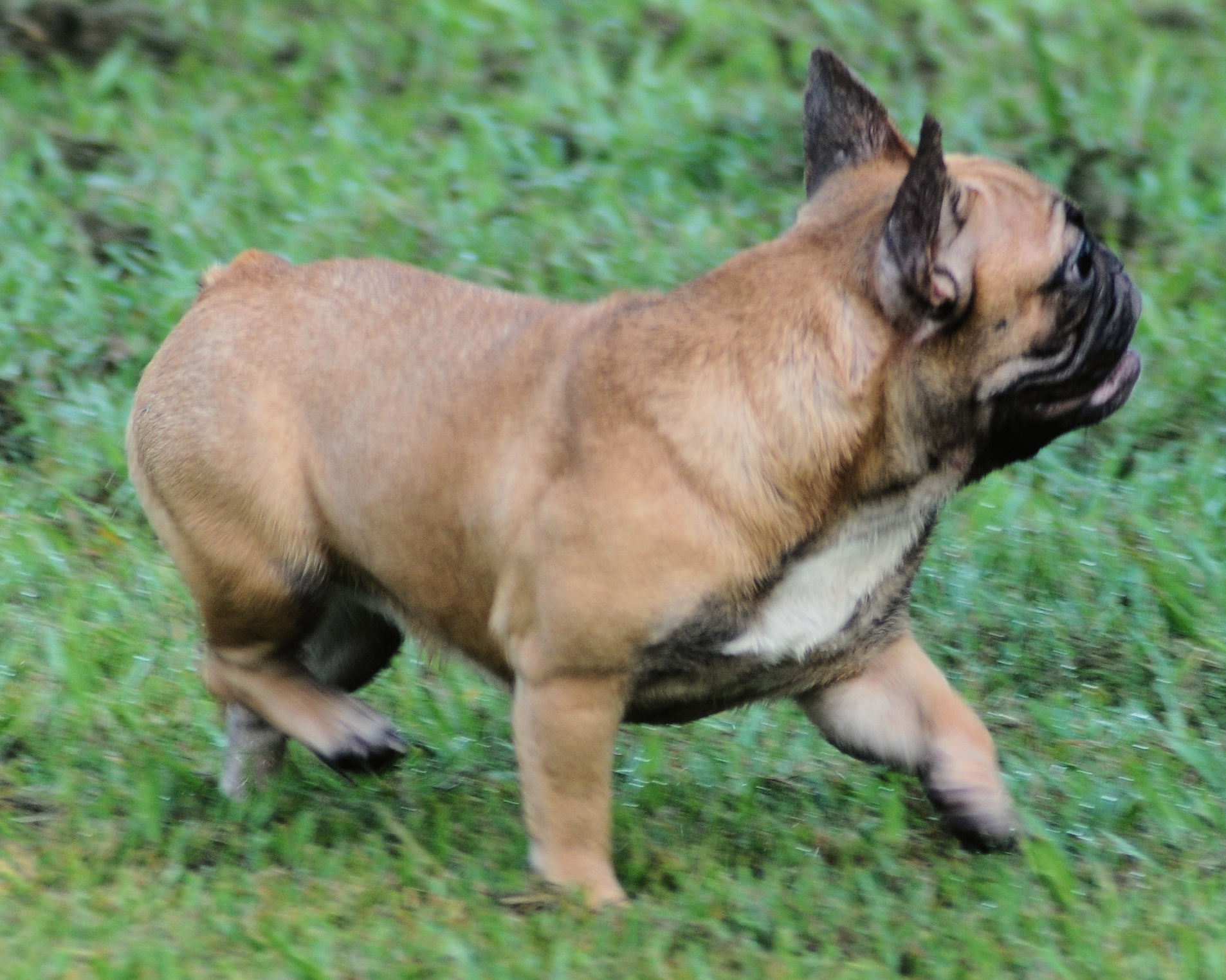 SpitFire Health Certifications | BULLISTIK® French Bulldogs